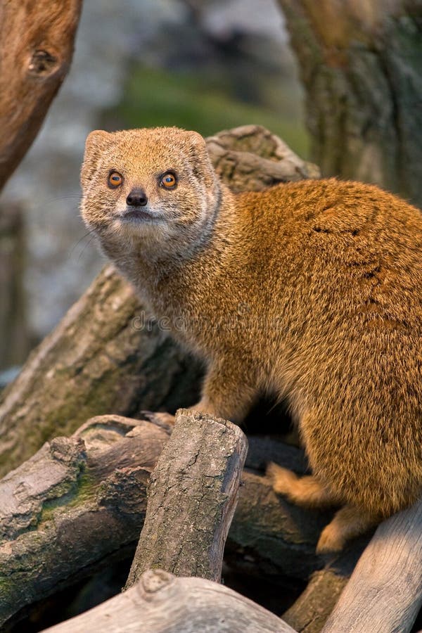 Yellow Mongoose stock photo. Image of endangered, environment - 23743382