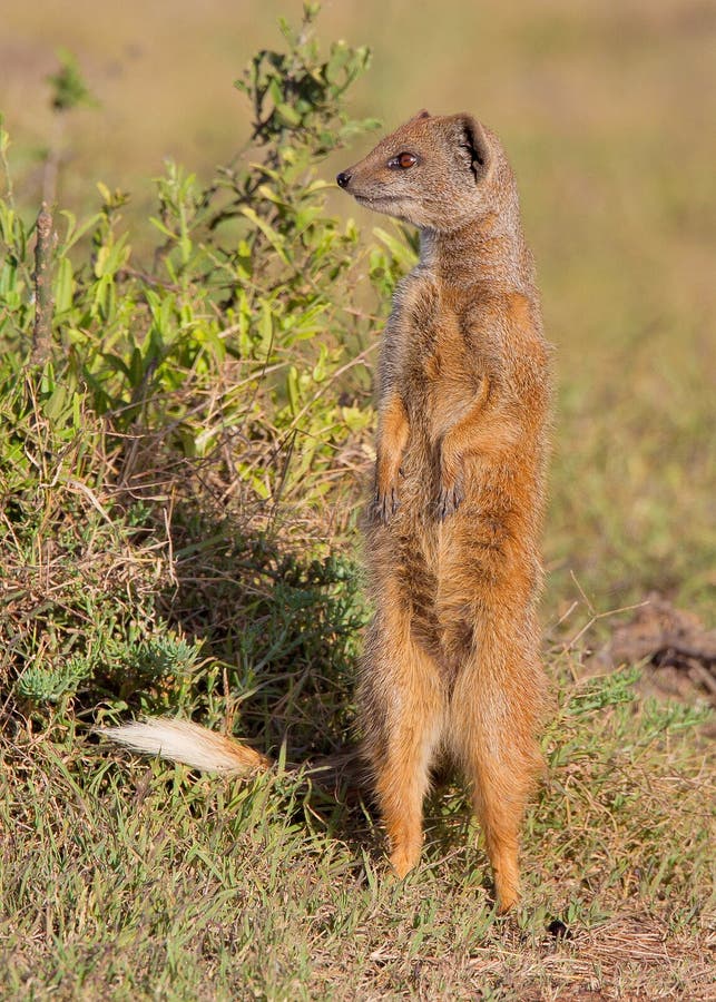Yellow Mongoose stock photo. Image of mongoose, scavenger - 23936158