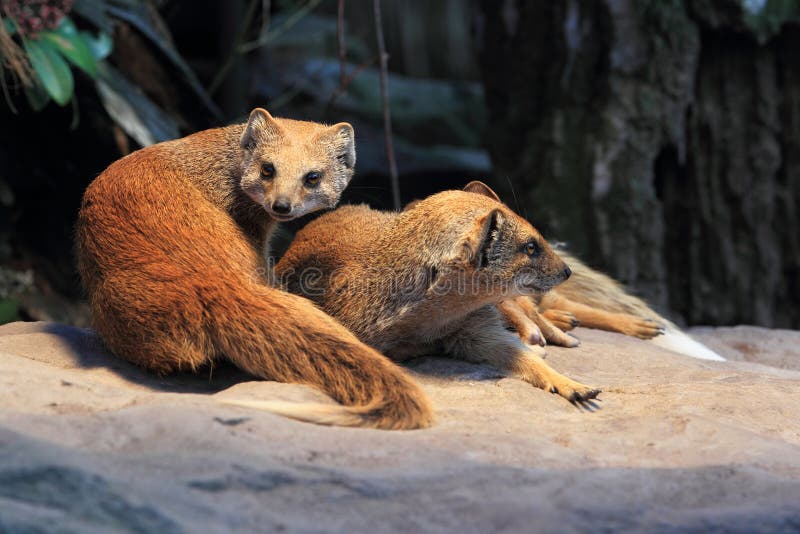 Yellow mongooses stock photo. Image of african, snout - 6076600