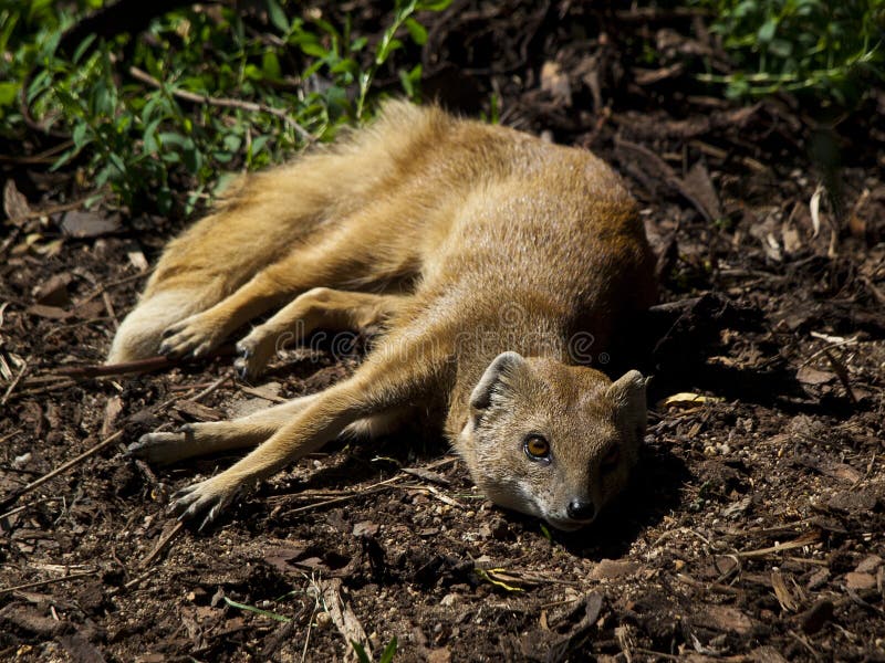 Yellow mongoose eating stock photo. Image of cute, mammal - 19194584