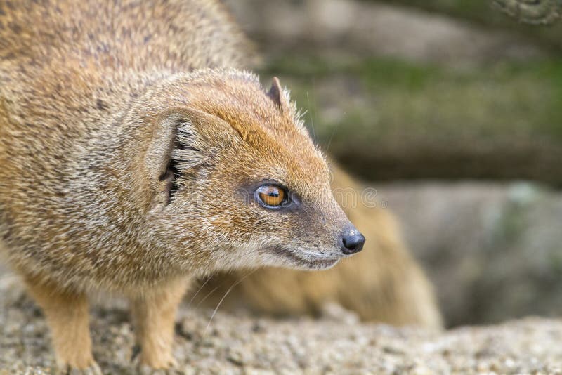 Yellow Mongoose stock photo. Image of face, mammal, lovely - 29213496