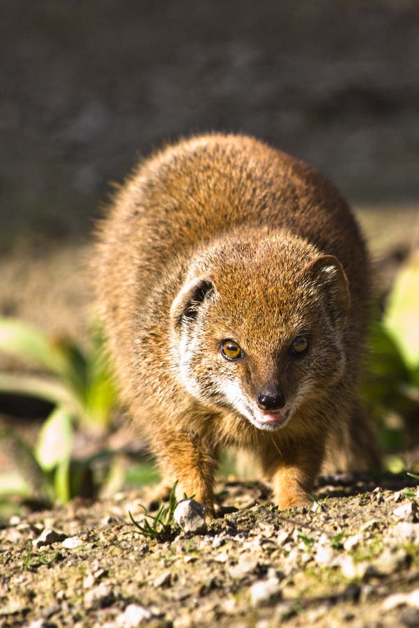 Yellow mongoose stock image. Image of animal, penicillata - 7163065