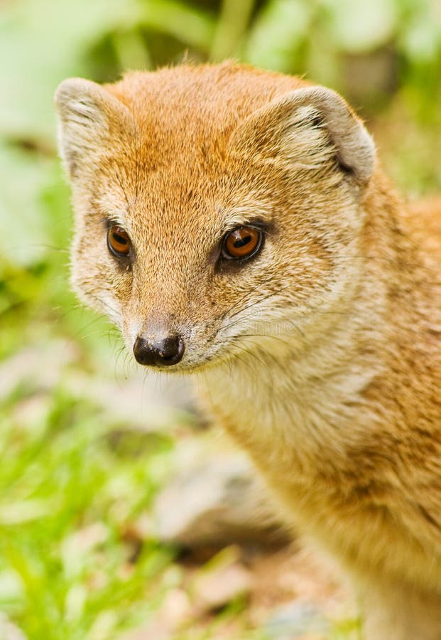 Mongoose Eyes Turn Red