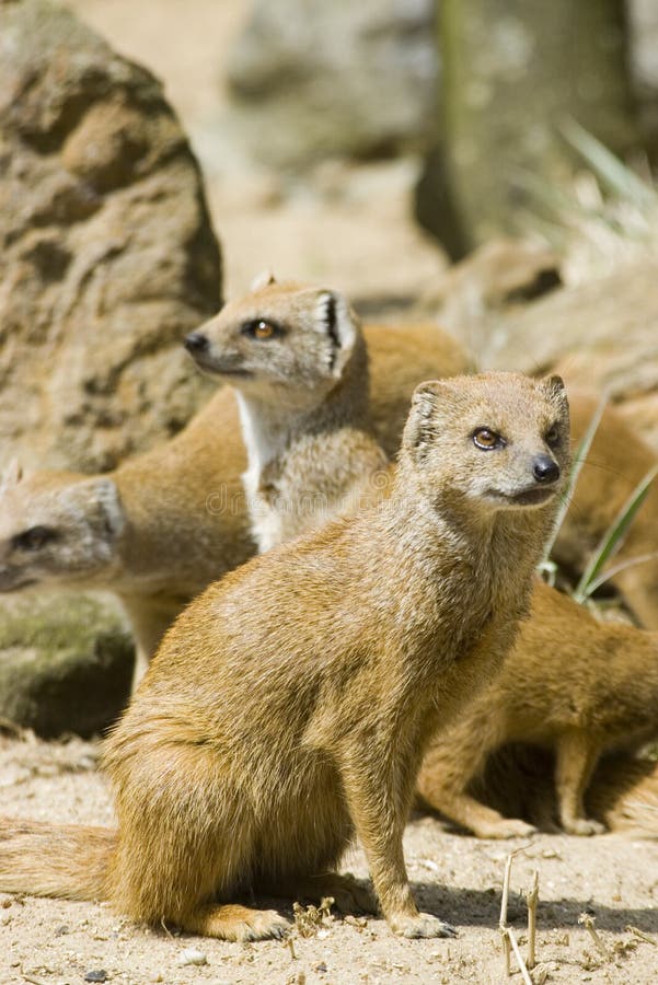 Yellow Mongoose stock image. Image of desert, yellow, mammals - 842315