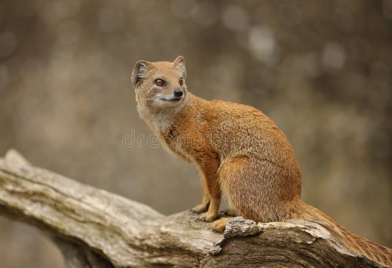Yellow Mongoose stock photo. Image of rare, mongoose, male - 8441638