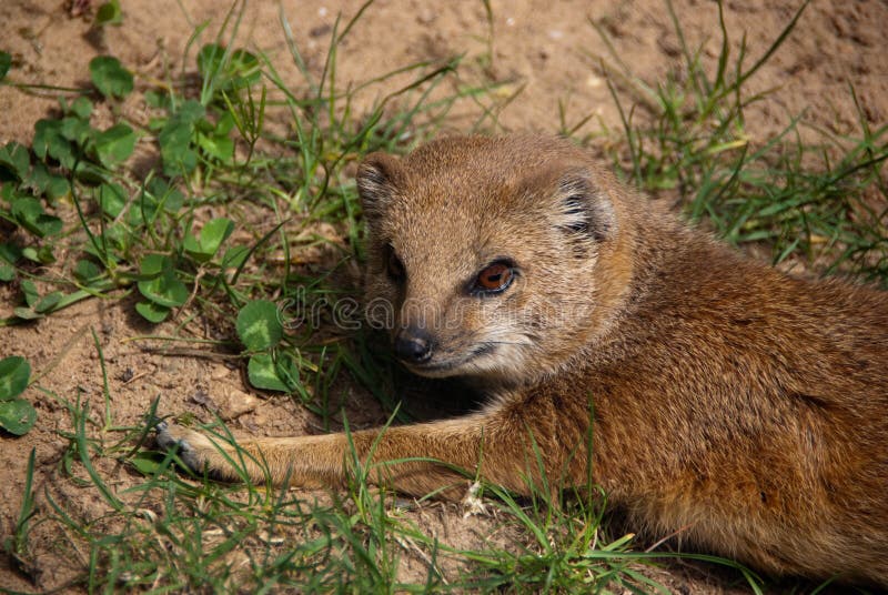 Yellow mongoose close-up stock image. Image of enjoying - 86655683