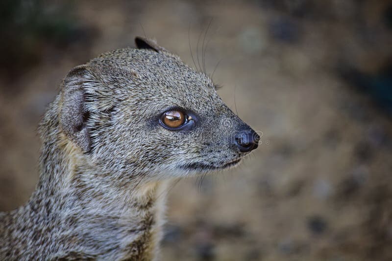 Yellow mongoose stock photo. Image of mongoose, portrait - 41876780