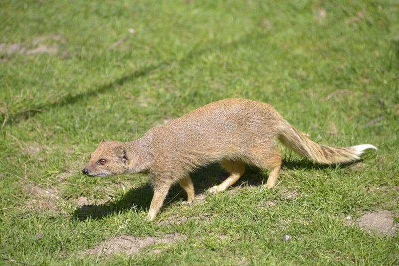 Yellow Mongoose 3 stock image. Image of small, lilies - 78379371