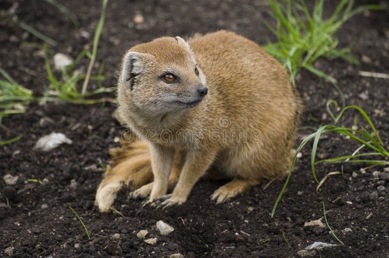 Yellow mongoose eating stock photo. Image of cute, mammal - 19194584