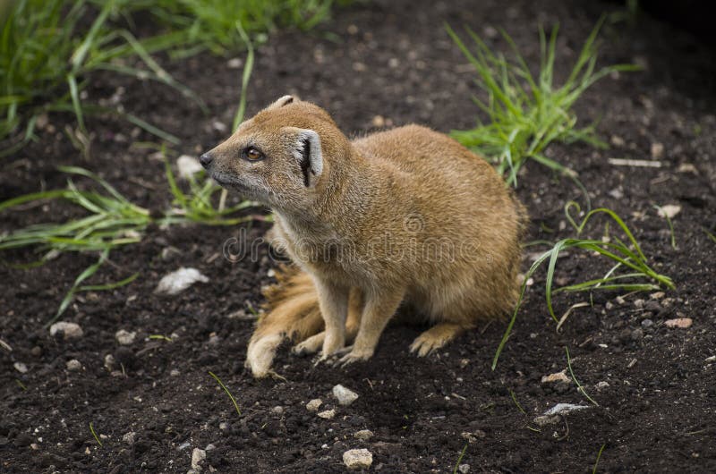 Fresh Mongoose Fruit on a Fair Breaking Away from the City Stock Photo ...