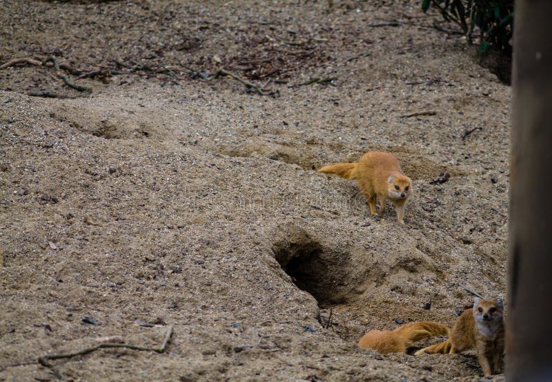 Yellow Mongoose in a Hole on the Ground in the Zoo Stock Image - Image of wild, beautiful: 284788083