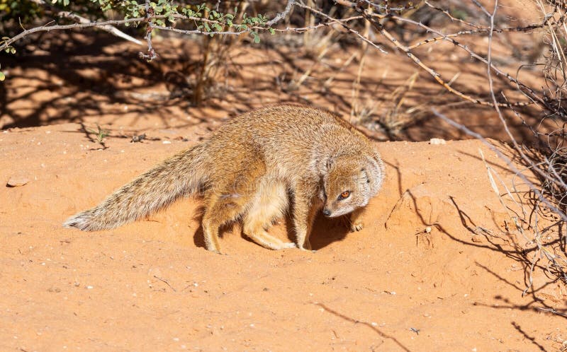 Yellow Mongoose stock photo. Image of plains, mammal - 257280282