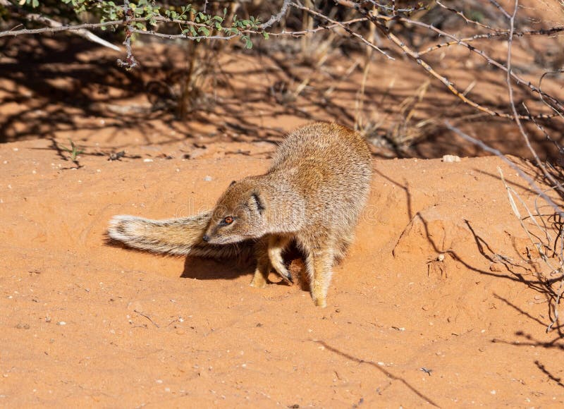 Yellow Mongoose stock photo. Image of carnivoran, closeup - 257280292