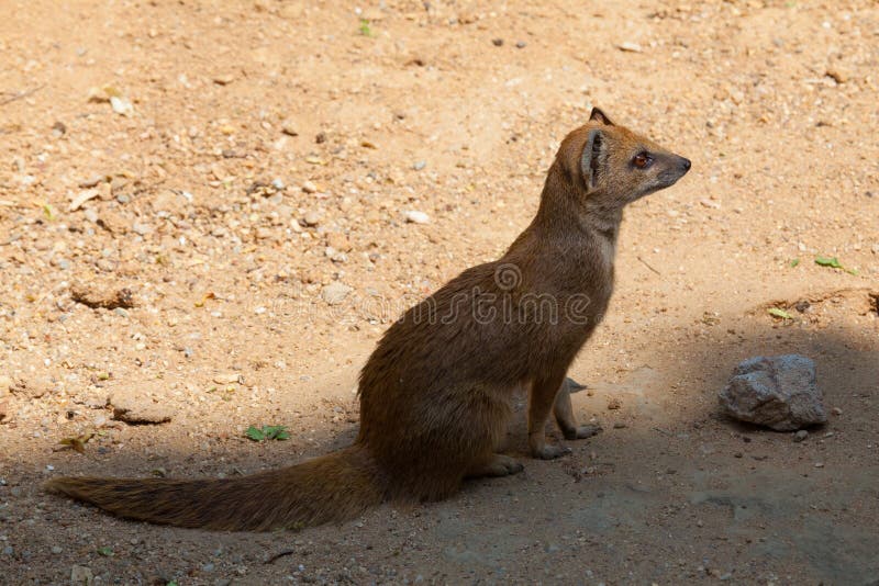 Yellow Mongoose Lurking at Sunset Stock Image - Image of african ...