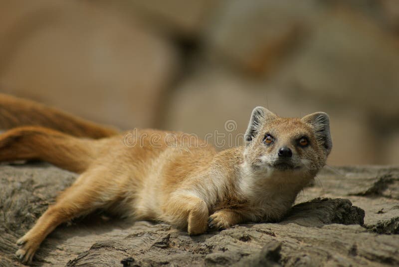 Yellow Mongoose Lying on a Tree Stock Photo - Image of reserve, africa ...