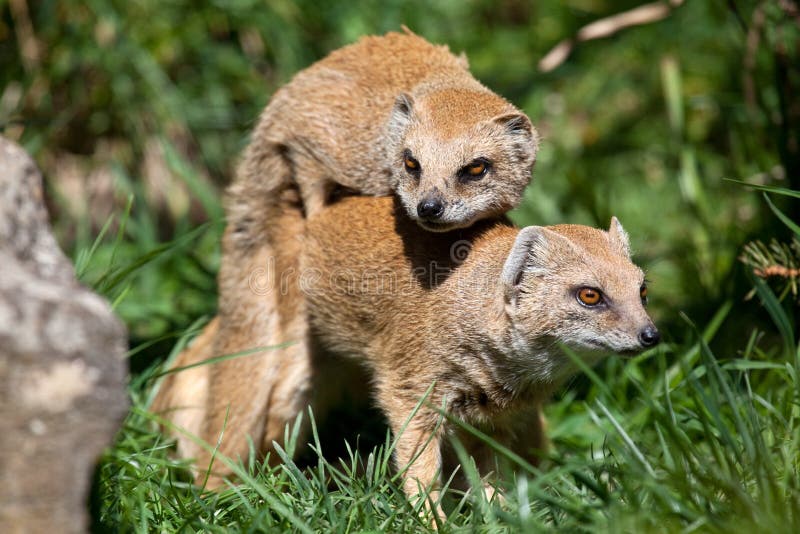 Yellow Mongoose Mating in the Sun Stock Photo - Image of cynictis ...