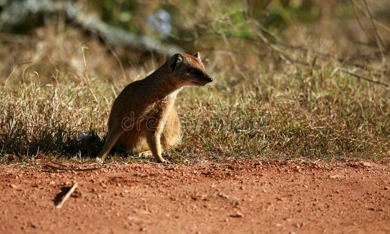 A Yellow Mongoose / Meerkat Stock Photo - Image of hairy, dust: 25156988
