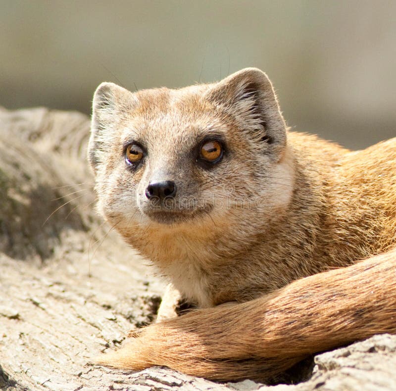 Mongoose Eyes Turn Red