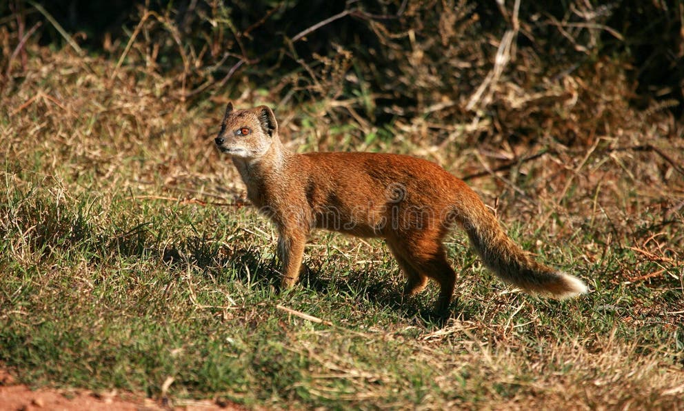 Yellow mongoose portrait stock photo. Image of desert - 25157166