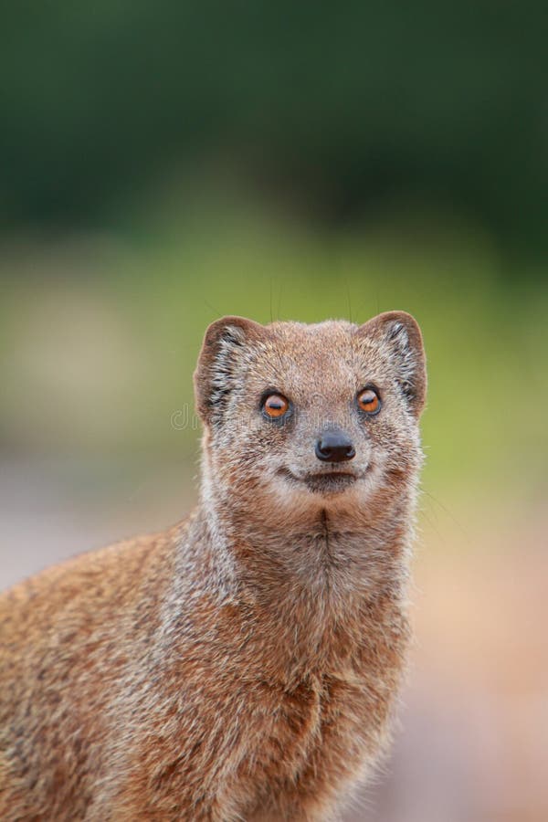 Yellow mongoose stock photo. Image of fauna, organism - 45038288