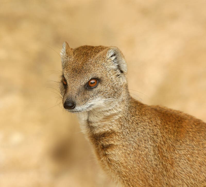 Yellow Mongoose Hunting For Prey On Short Green Grass Stock Photo ...