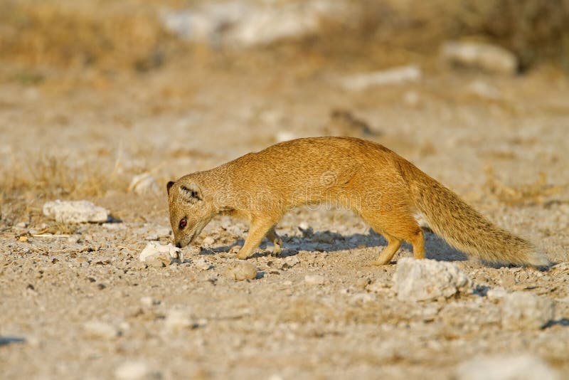 Yellow Mongoose Searching for Food Stock Image - Image of animal, rocky ...