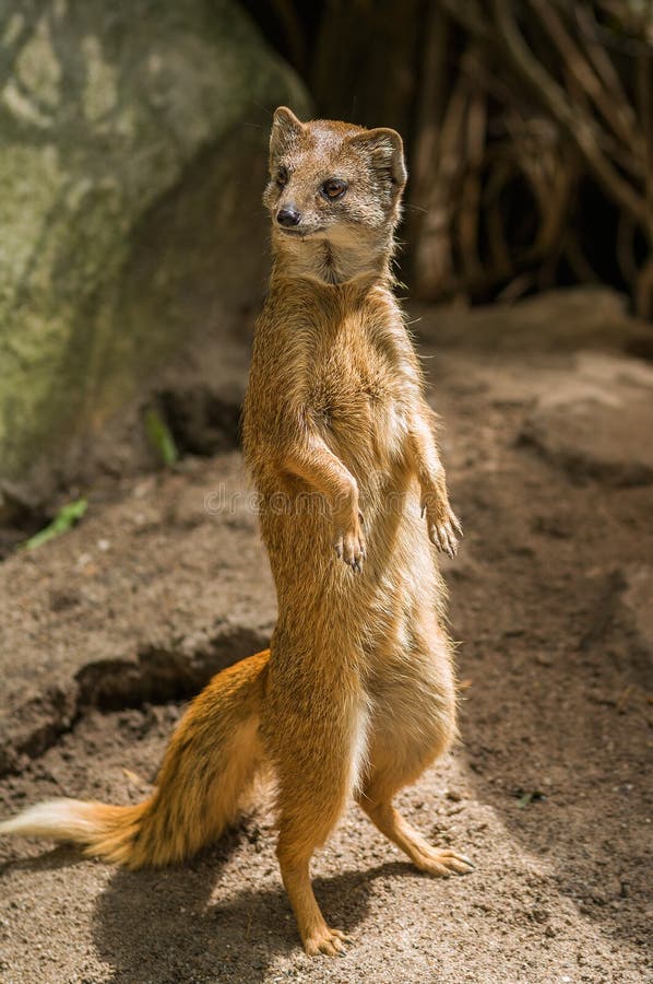 Yellow Mongoose Standing Up At Guard Stock Photo - Image of brown ...