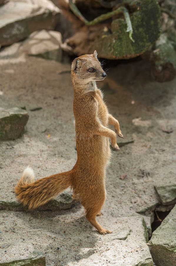 Yellow Mongoose Standing Up at Guard Closeup Stock Image - Image of ...