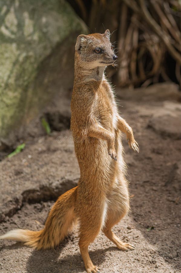 Yellow Mongoose Standing Up at Guard Closeup Stock Photo - Image of ...