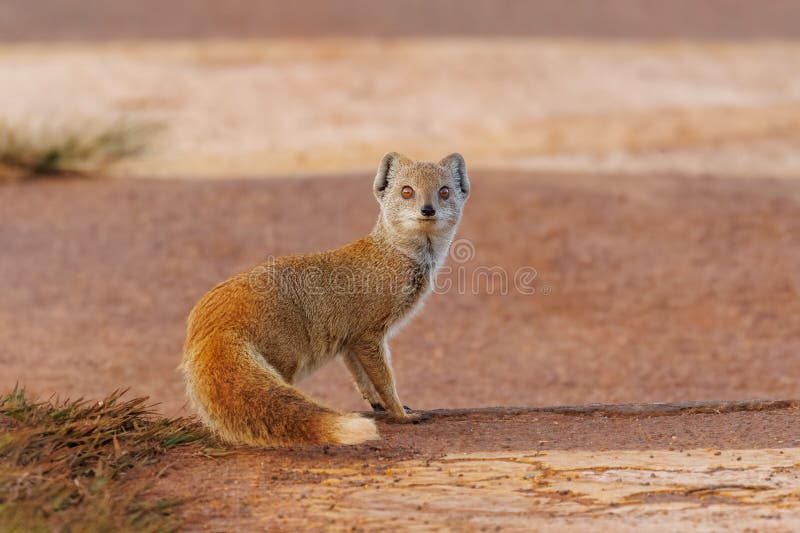 Yellow Mongoose Stands on the Ground and Looks Up Curiously at ...