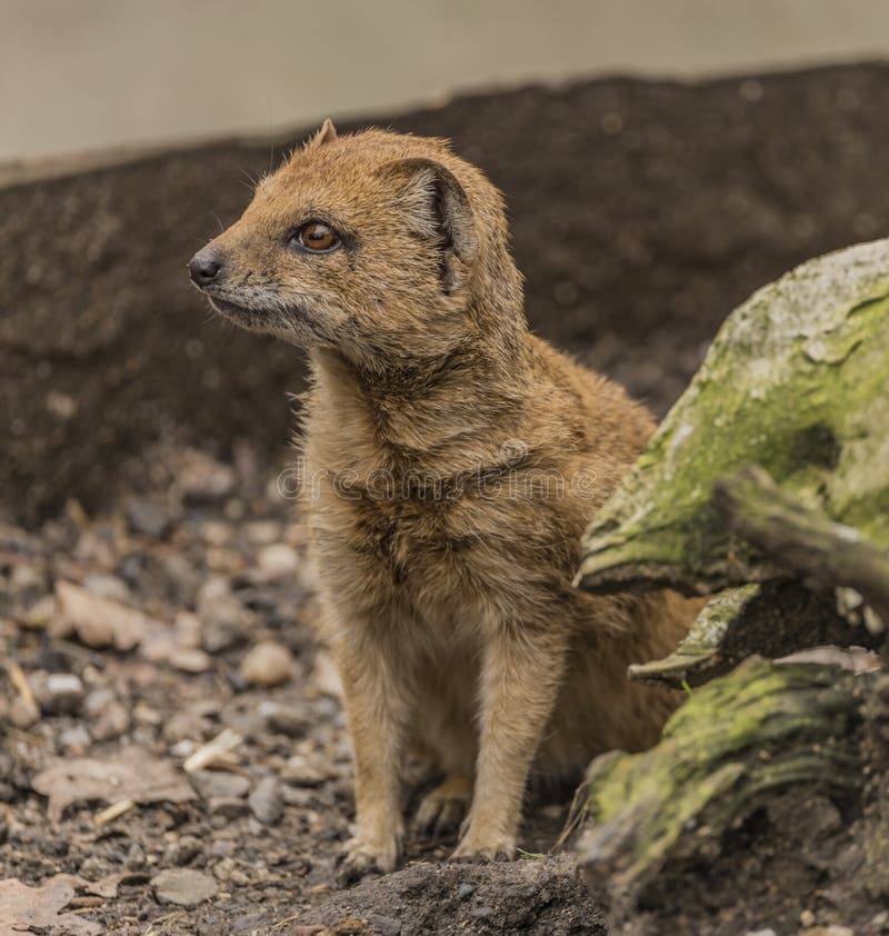 Yellow Mongoose in ZOO Decin in Winter Day Stock Photo - Image of alert, carnivora: 88464302