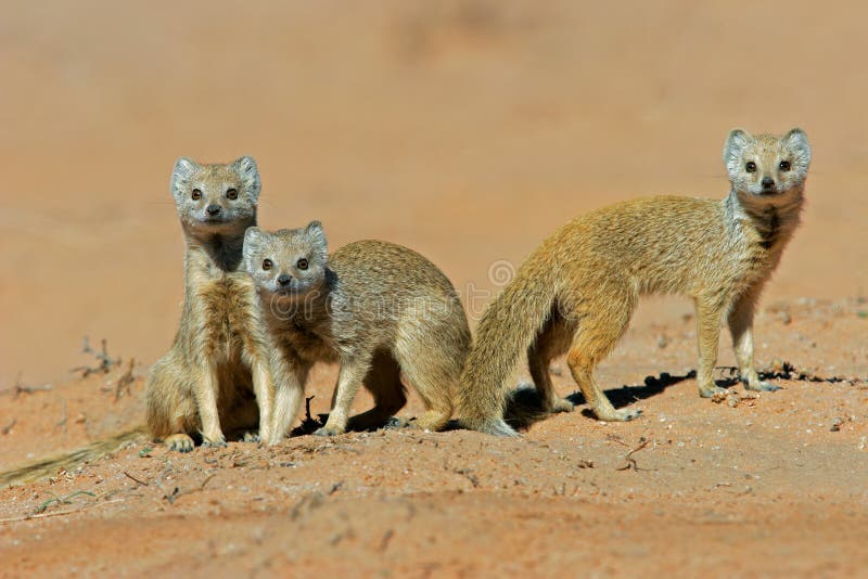 Yellow mongooses stock photo. Image of african, snout - 6076600