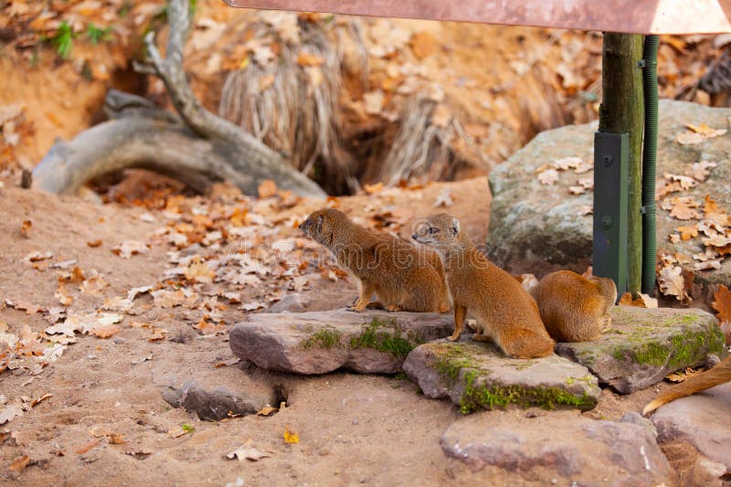 Yellow Mongooses Sitting and Looking Around in Zoo Stock Image - Image ...