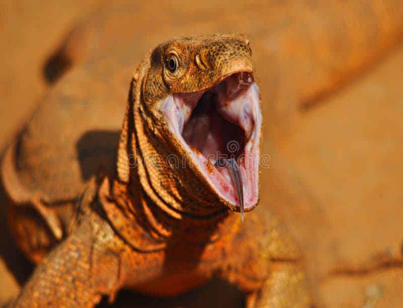 Yellow Monitor stock photo. Image of endangered, hungry - 23262542