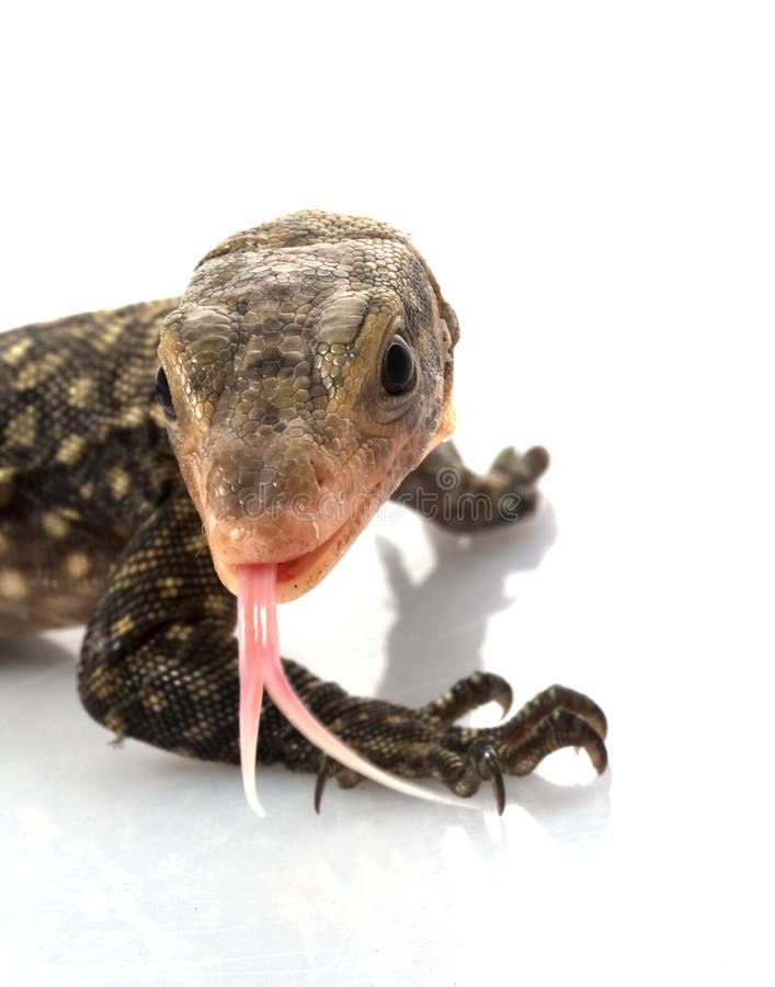 Yellow Monitor Lizard stock photo. Image of reptile, predator - 7959814