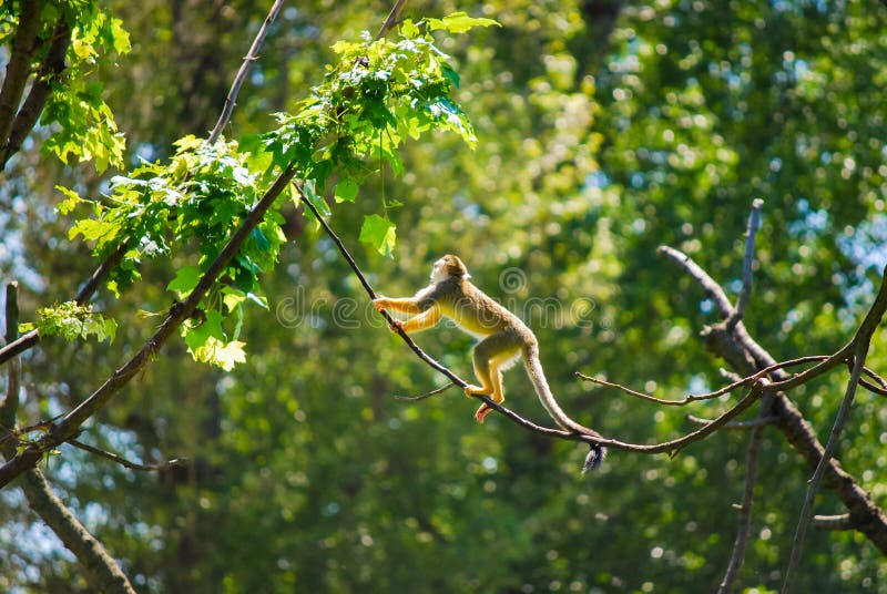Yellow monkey stock image. Image of life, jungle, face - 31374461