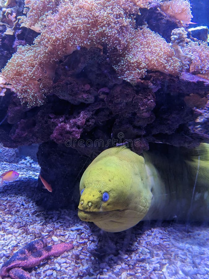Yellow Moray Eel from the Aquarium or Biarritz Stock Image - Image of ...