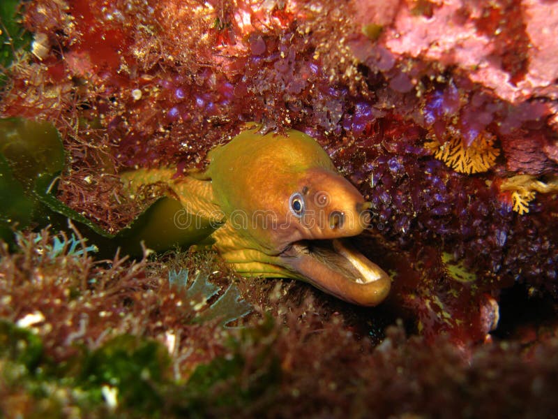 Yellow Moray in Purple Coral Stock Image - Image of open, mouth: 11109061