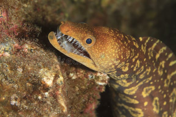 Yellow Morey Eel with Brown Spots Shows Teeth. Stock Image - Image of ...