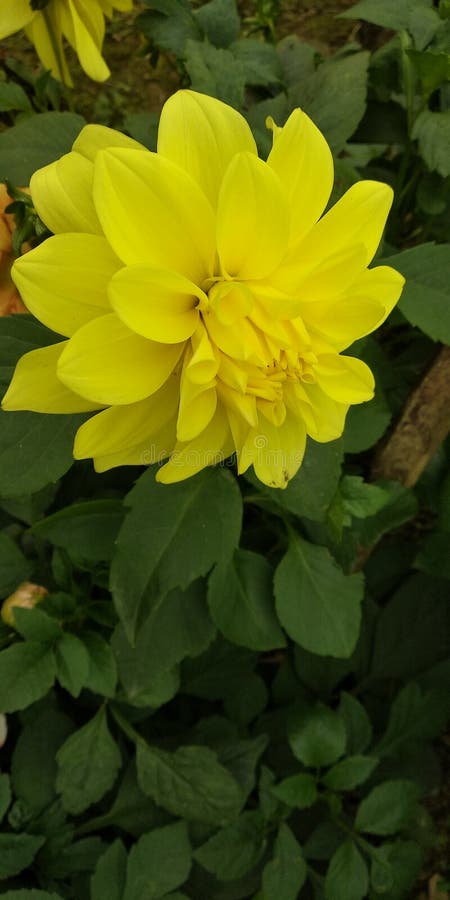 Yellow Morning Sunrise on River Stock Image - Image of reflection ...