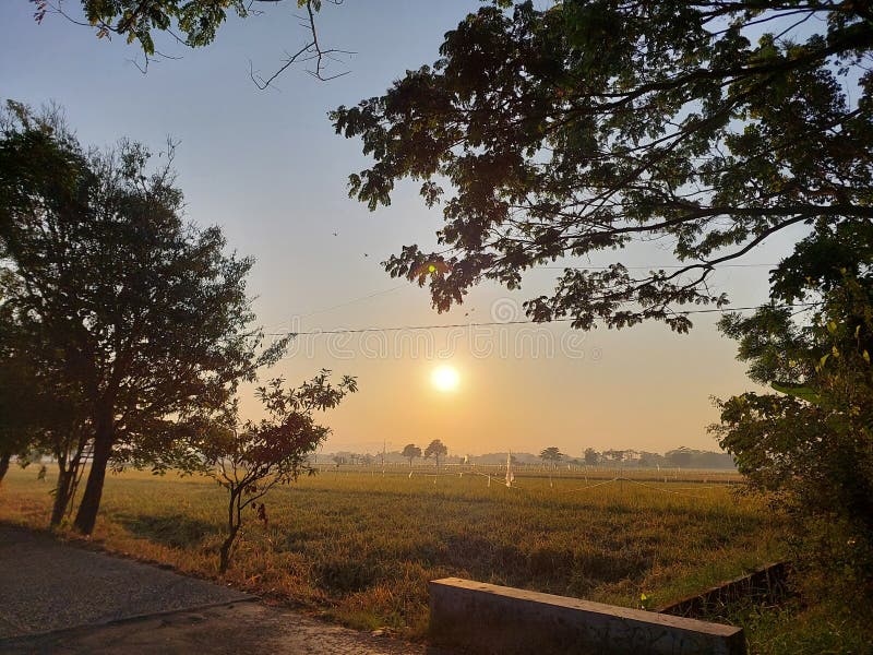 Yellow Morning Sunlight in the Rice Fields Stock Image - Image of blue ...