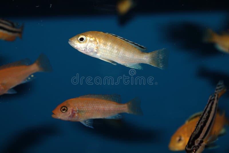 Yellow Morph of Labidochromis Caeruleus Aquarium Fish Stock Image ...