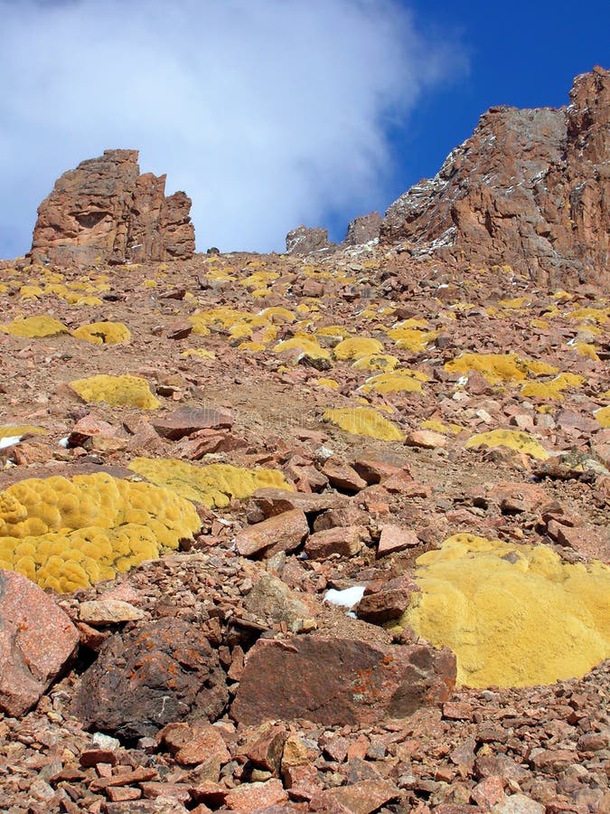 Yellow Moss Picture. Image: 4592701