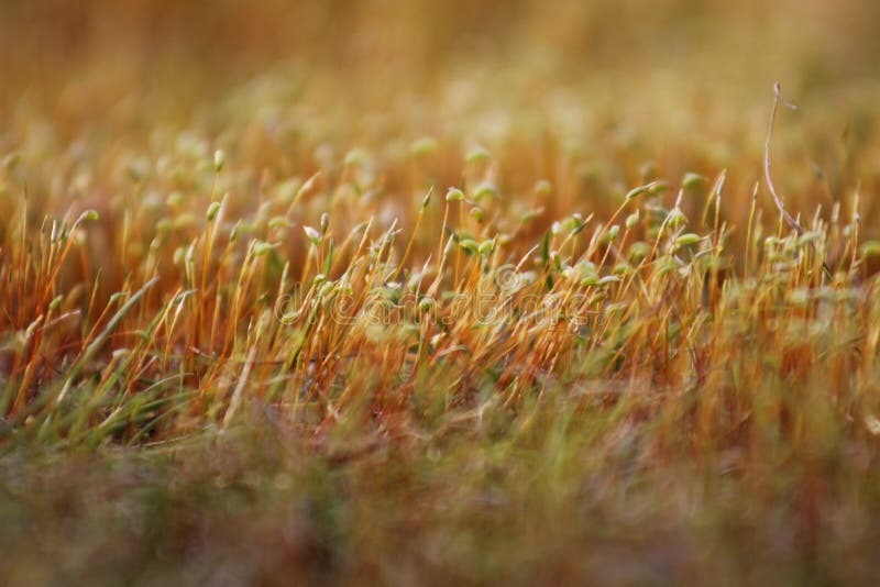 Yellow Moss Being Bathed with Sunset Light Stock Photo - Image of bulb ...