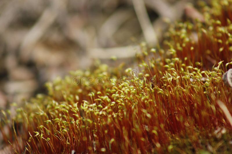 Yellow Moss Being Bathed with Sunset Light Stock Photo - Image of clean ...