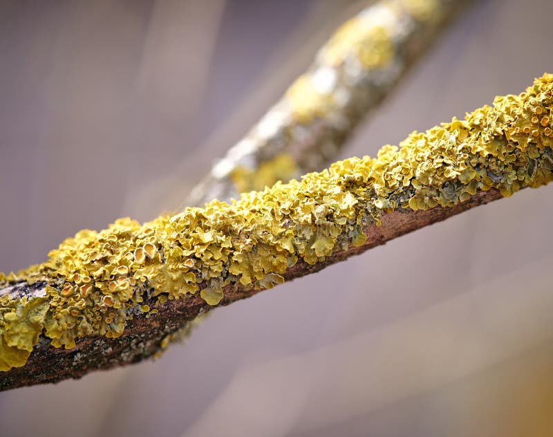 Yellow Moss on a Branch. Close Up Stock Image - Image of verdure ...