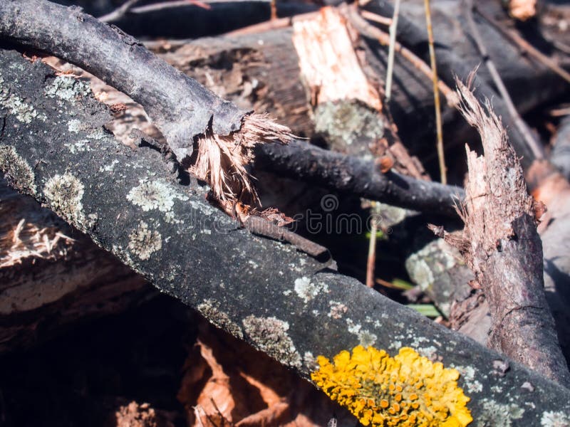 Yellow Moss on a Branch in Spring Stock Image - Image of branch ...