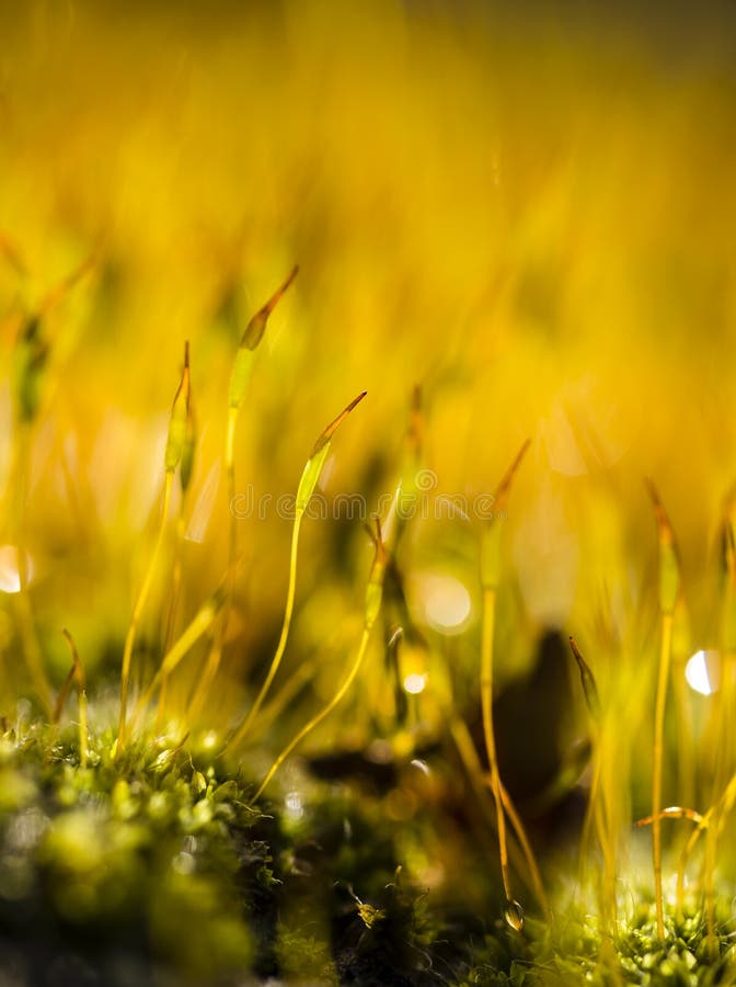 Yellow moss capsules stock photo. Image of nature, bright - 29201452