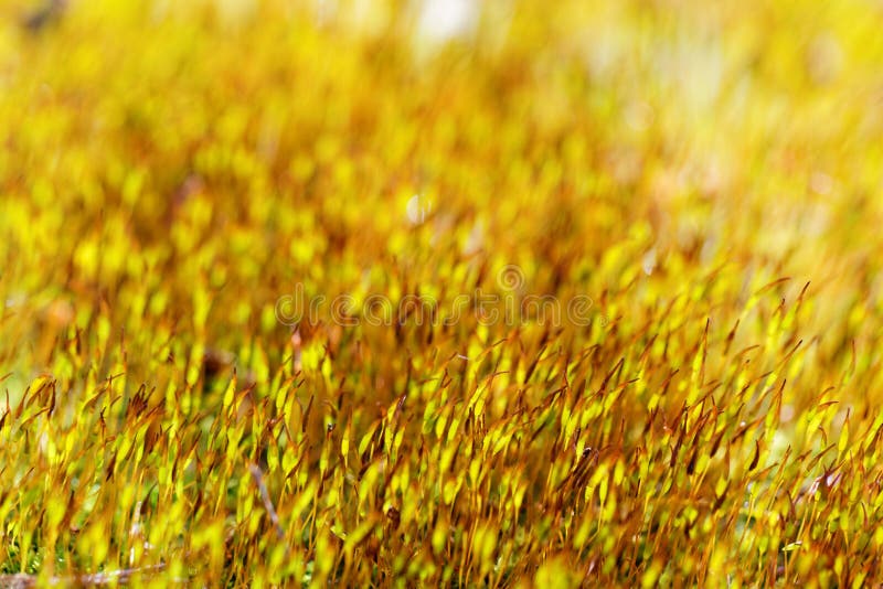 Yellow moss stock image. Image of design, brown, decoration - 45122861