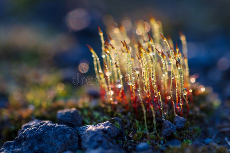 Drops of Yellow and Blue Paint on a White Paper Background. Stock Photo ...